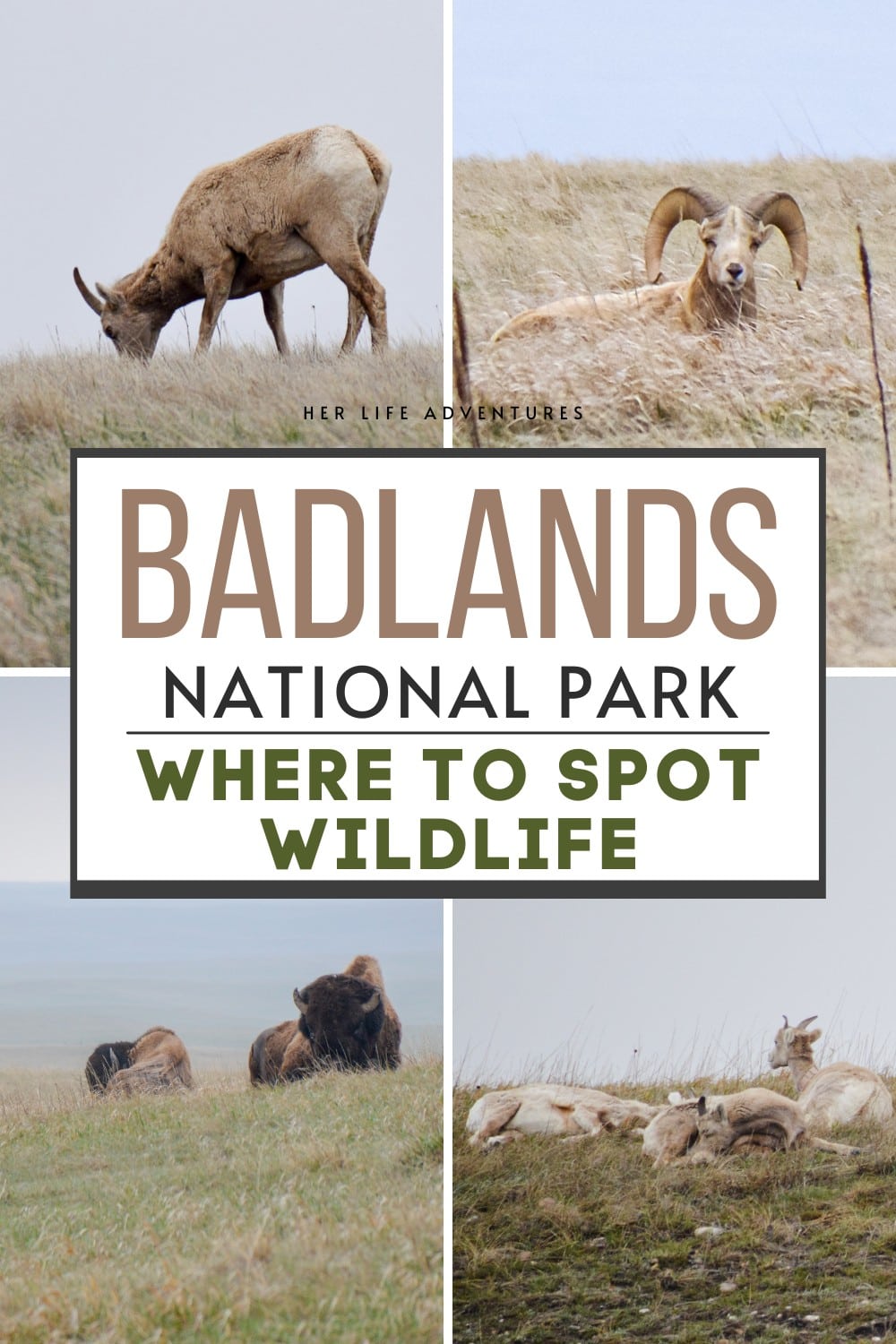 WHERE TO SPOT ANIMALS IN BADLANDS NATIONAL PARK – Her Life Adventures