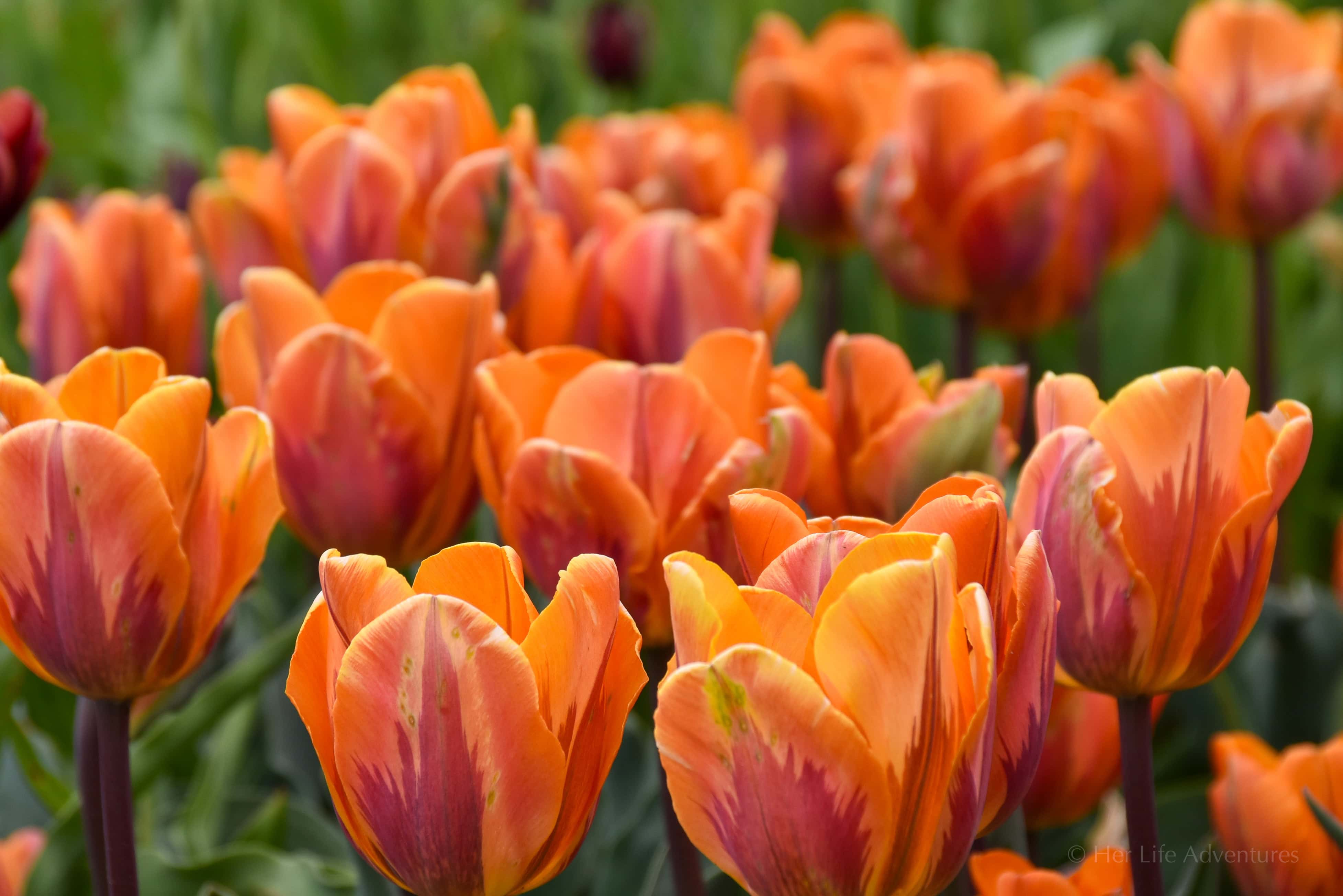 The Must-See Tulips of Holland Michigan’s Spring Festival – Her Life ...
