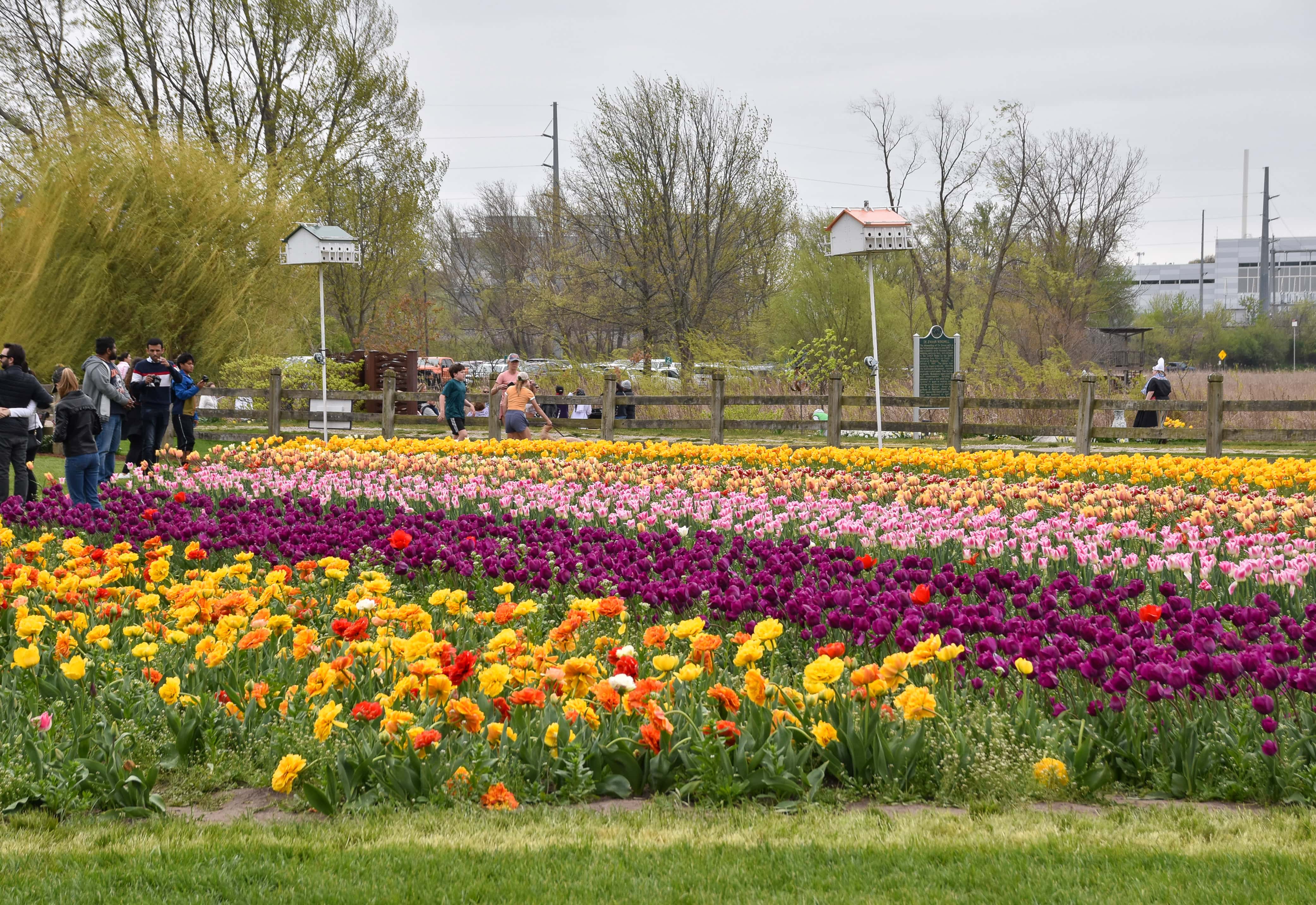 The Must-See Tulips of Holland Michigan’s Spring Festival – Her Life ...
