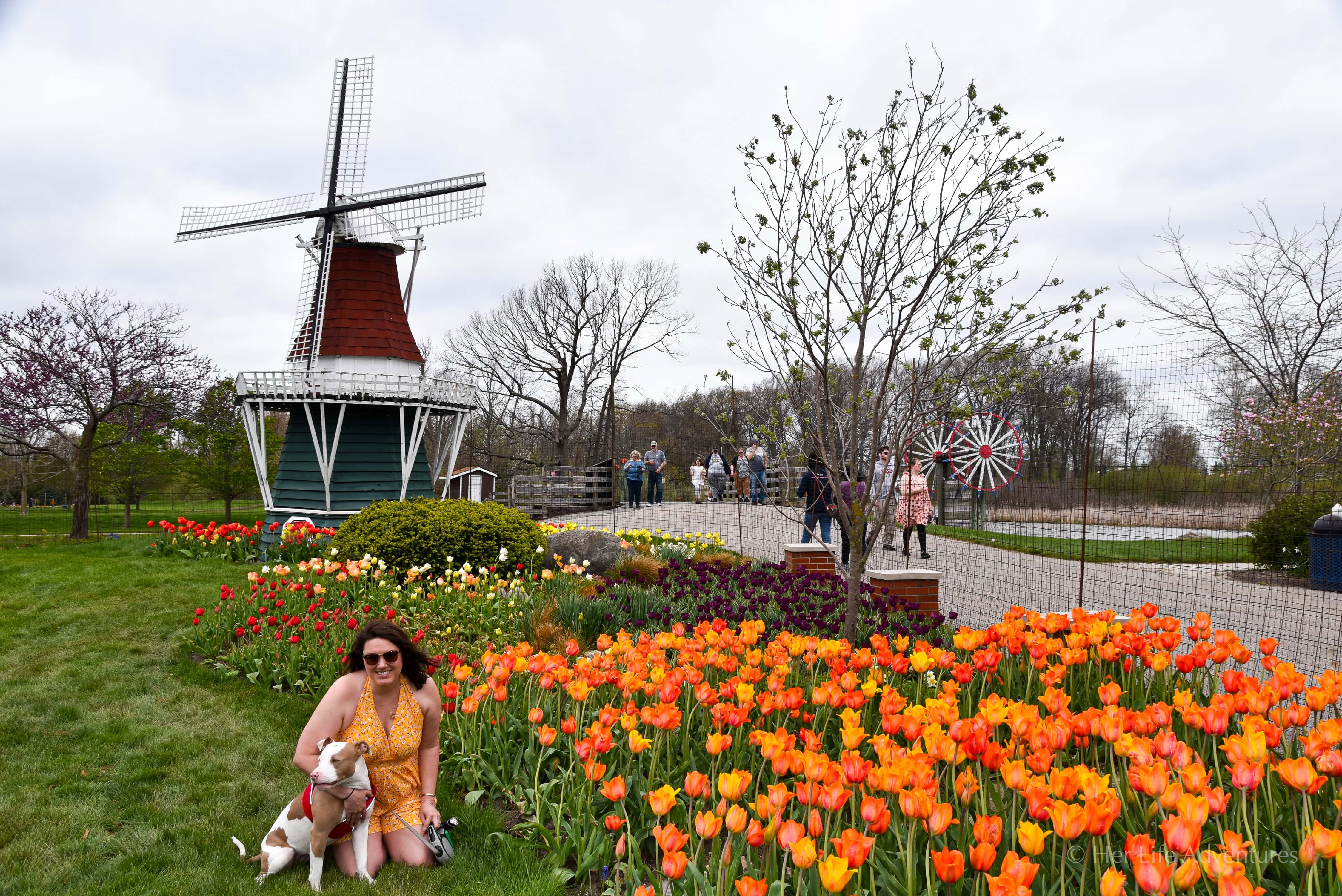 The Must-See Tulips of Holland Michigan’s Spring Festival – Her Life ...