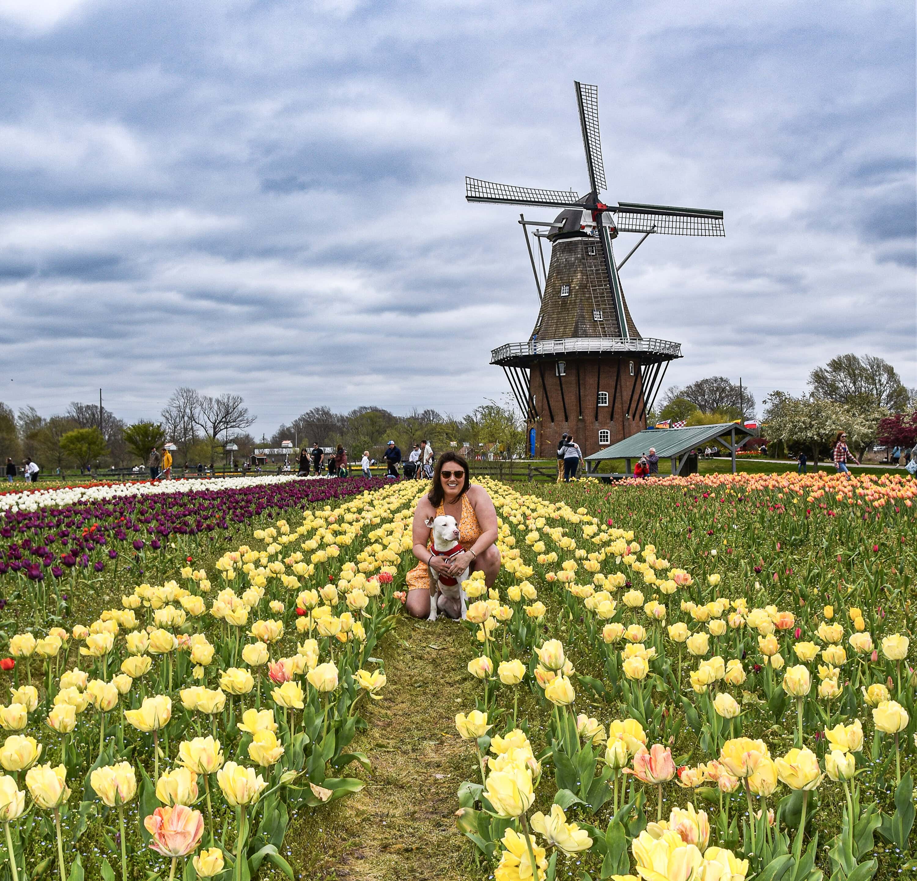 The Must-See Tulips of Holland Michigan’s Spring Festival – Her Life ...